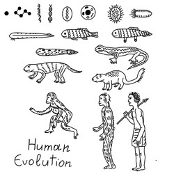 Biology human evolution stages evolutionary Vector Image