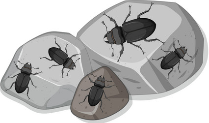 Stag beetle isolated on white background Vector Image