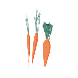 Carrots Clipart