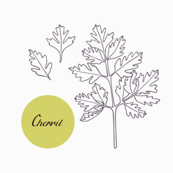 Hand drawn chervil branch and handwritten sign Vector Image