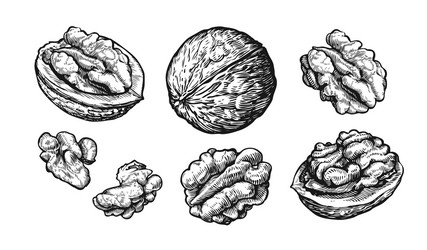 Peanut set isolated groundnuts sketch Royalty Free Vector