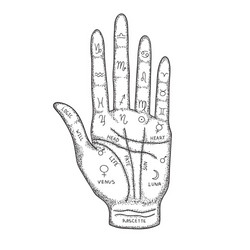 Human palm with palmistry symbols Royalty Free Vector Image