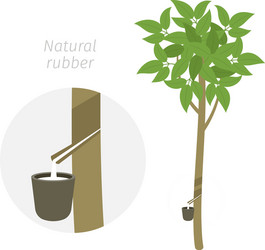 Natural rubber tree plant growth stages set Vector Image