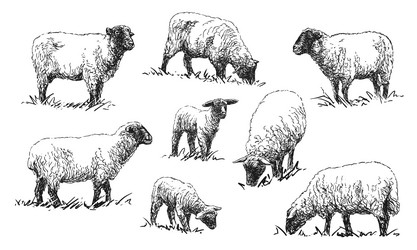 Flock of Sheep Vector Images (over 1,300)