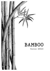 Chinese Bamboo Tree Drawing
