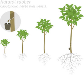Natural Rubber Tree Vector Images (over 2,200)