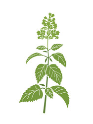 Catnip Herb Vector Images (55)