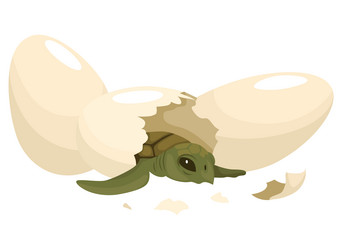 Sea turtle life cycle set sequence of stages Vector Image