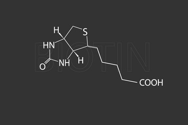 Biotin molecular skeletal chemical formula Vector Image