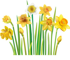 Daffodil Royalty Free Vector Image - VectorStock