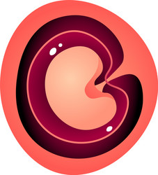 Placenta Cartoon Vector Images (over 110)