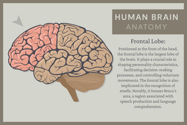 Anatomy of the human brain structure and functions
