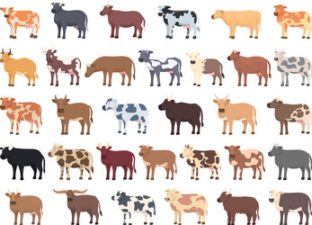 Cattle Limousin Vector Images (37)