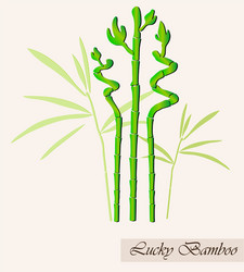 Lucky Bamboo Vector Images (over 680)