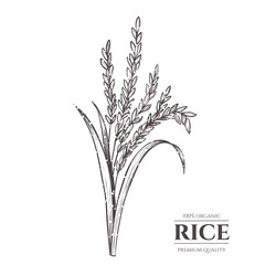 Rice hand drawn sketch Royalty Free Vector Image