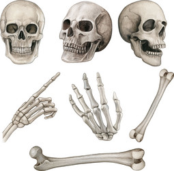 Realistic human skeletal system infographics Vector Image