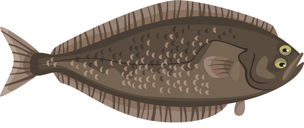 Fluke Fish Vector Images (61)