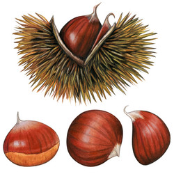 Realistic chestnut composition Royalty Free Vector Image
