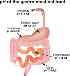 Ph of the gastrointestinal tract Royalty Free Vector Image