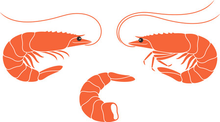 Shrimp Royalty Free Vector Image - VectorStock