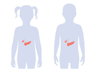 Pancreas an human body Royalty Free Vector Image