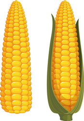 Corn Royalty Free Vector Image - VectorStock