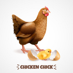 Chick Vector Images (over 32,000)