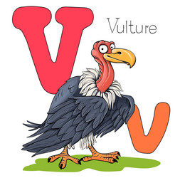 Letter v with vulture animal for kids abc Vector Image