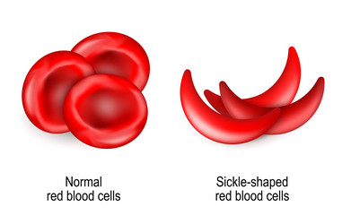 Oxygen and hemoglobin red blood cells Royalty Free Vector