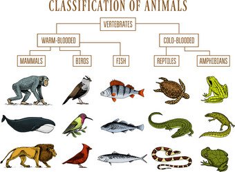 Classification of animals reptiles amphibians Vector Image