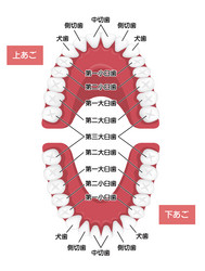 Human permanent teeth chart Royalty Free Vector Image