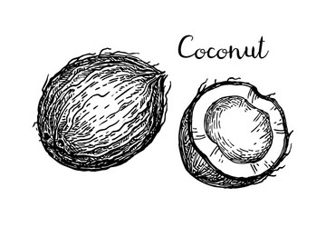 Coconut Vector Images (over 72,000)