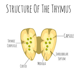 Thymus human organ and gland anatomy with lungs Vector Image