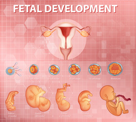 Cartoon Baby in Womb Vector Images (over 240)