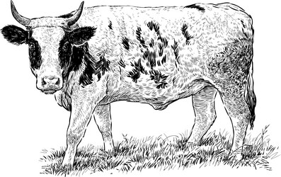 Cow Ears Vector Images (over 1,100)