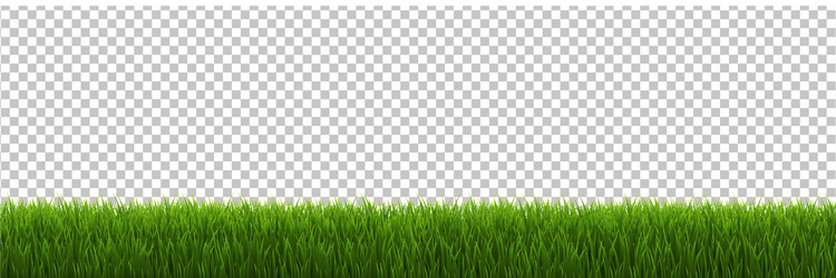 Grass border isolated transparent background Vector Image