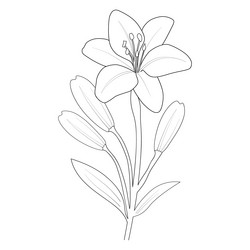 Lily flower drawing simple easy lili draw Vector Image