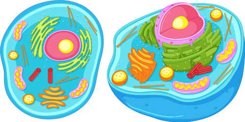 Animal Cell Vector Images (over 11,000)