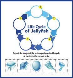 Diagram showing life cycle jellyfish Royalty Free Vector