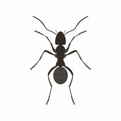 Ant Vector Images (over 12,000)
