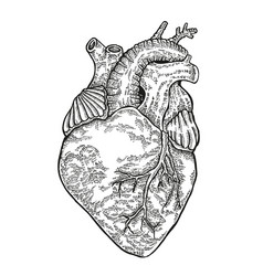 Detailed Heart Anatomy Vintage Engraving Vector Image