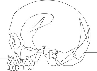 Human skull continuous line art Royalty Free Vector Image