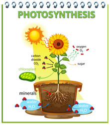 Photosynthesis Vector Images (over 2,000)