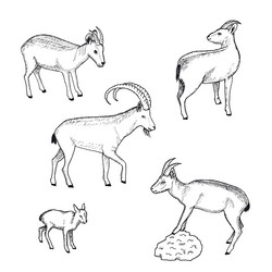 Ruminant Vector Images (over 750)