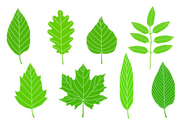 Set of colored leaves Royalty Free Vector Image