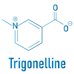 Trigonelline molecule skeletal formula Royalty Free Vector