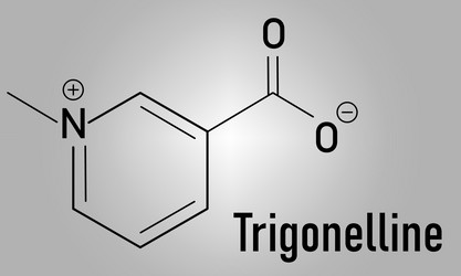 Trigonelline molecule skeletal formula Royalty Free Vector