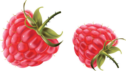 Frame of raspberries Royalty Free Vector Image