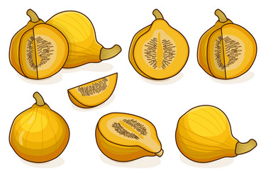 Summer Squash Clipart