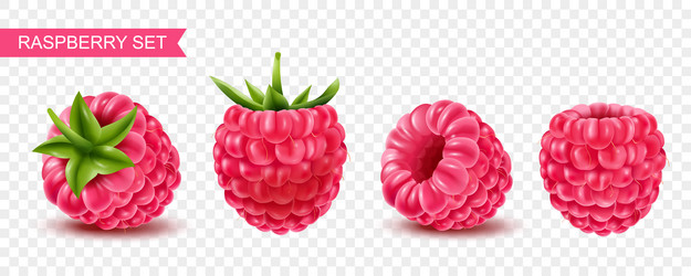 Red raspberry image fresh fruit 3d realistic icon Vector Image